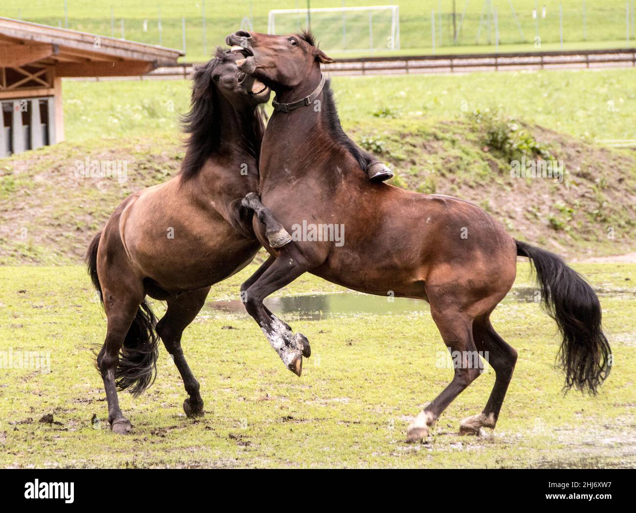 Two horses on hind hooves dancing together in the meadow Stock Photo ...