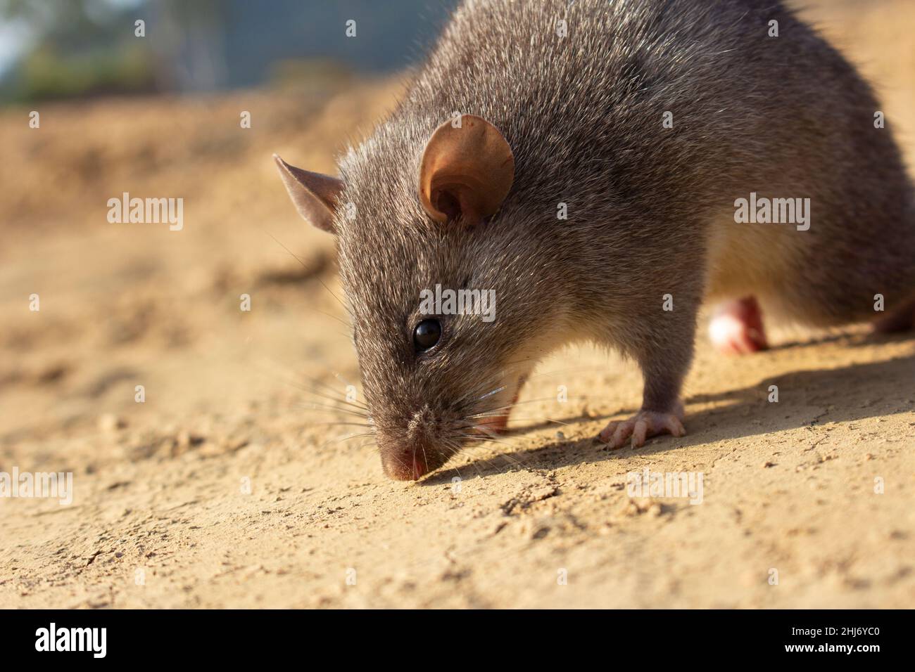 Wet rat hi-res stock photography and images - Alamy