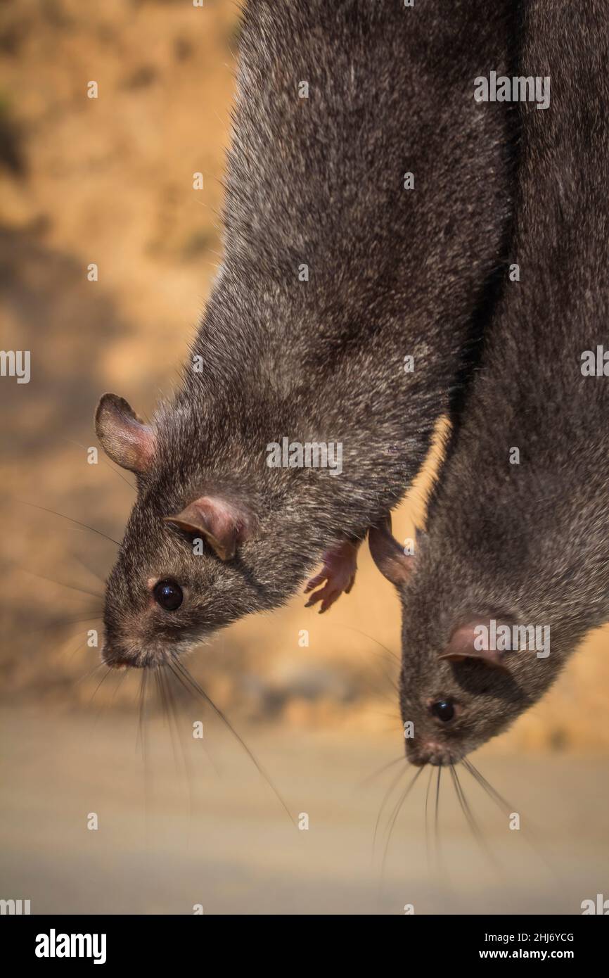 Chinese White-bellied Rat, Niviventer confucianus, Nagaland, India ...
