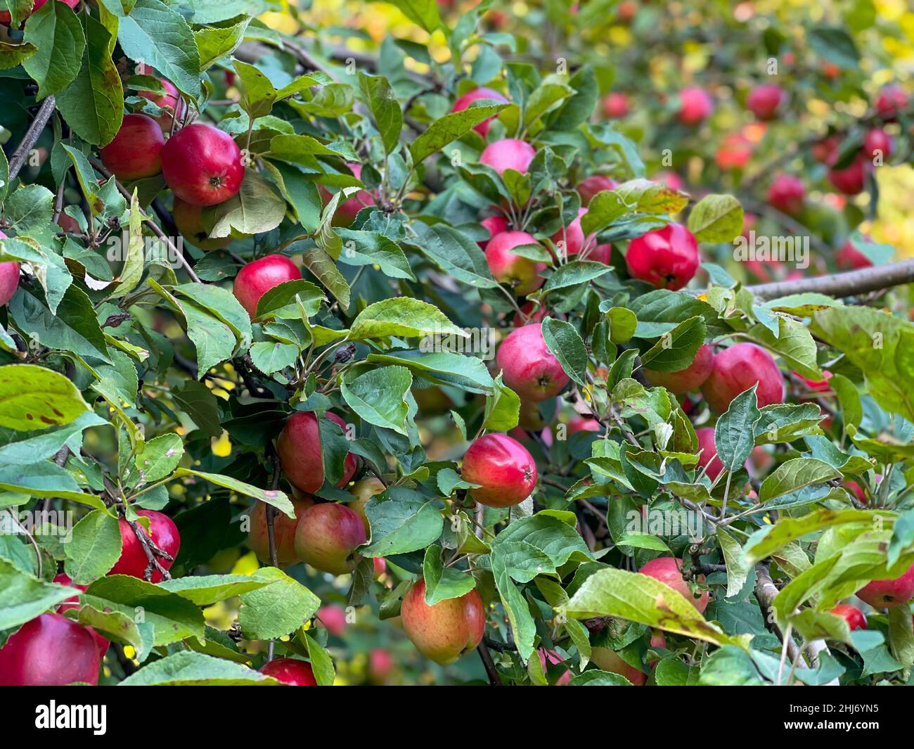 Apple tree with fruits in garden Stock Photo - Alamy
