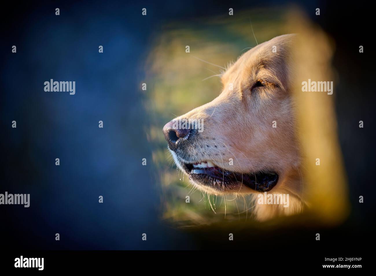 Golden retriever puppy on back hi-res stock photography and images - Alamy