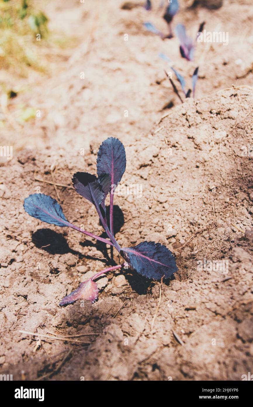 Sprouts of crops in a vegetable garden Stock Photo - Alamy