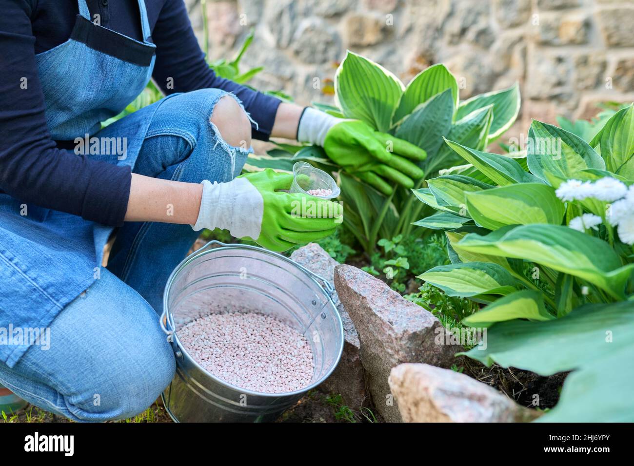 Person fertilize flower hi-res stock photography and images - Alamy