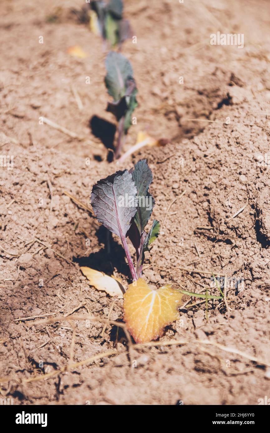 Sprouts of crops in a vegetable garden Stock Photo - Alamy