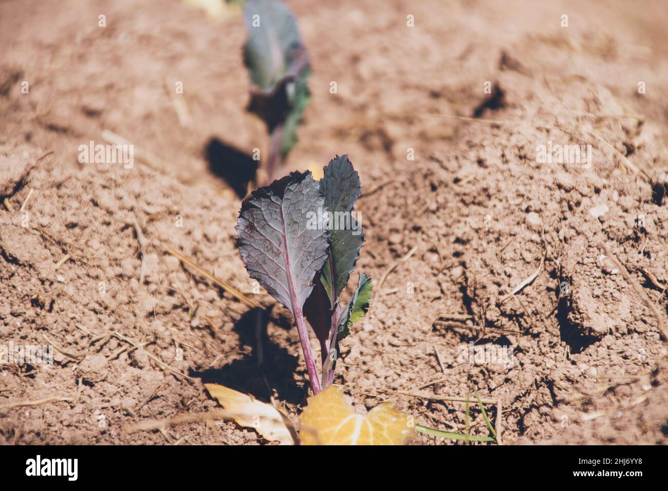 Sprouts of crops in a vegetable garden Stock Photo - Alamy