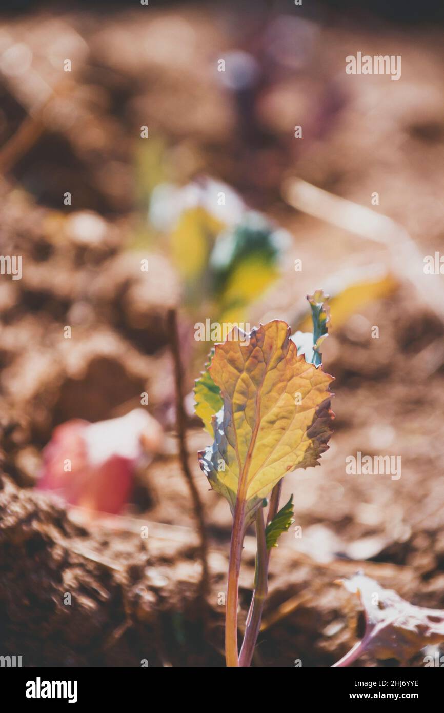 Sprouts of crops in a vegetable garden Stock Photo - Alamy