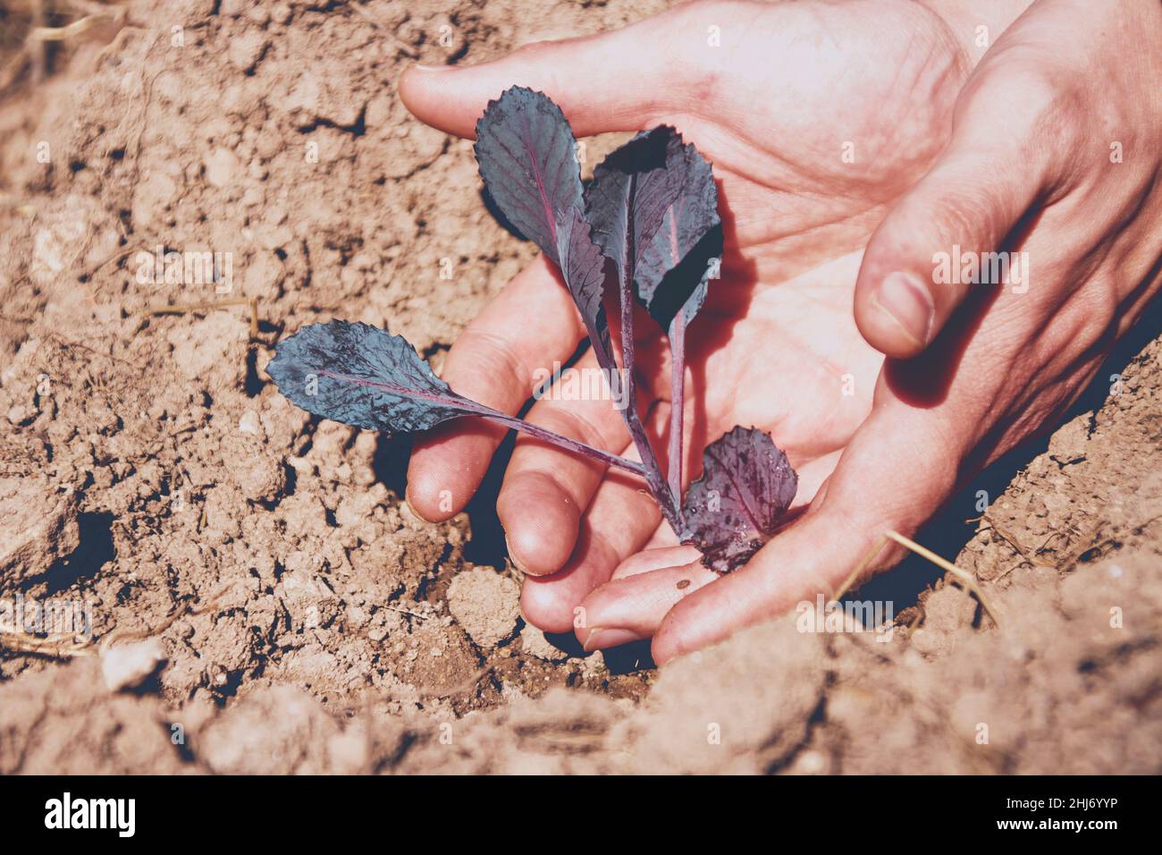 Sprouts of crops in a vegetable garden Stock Photo - Alamy