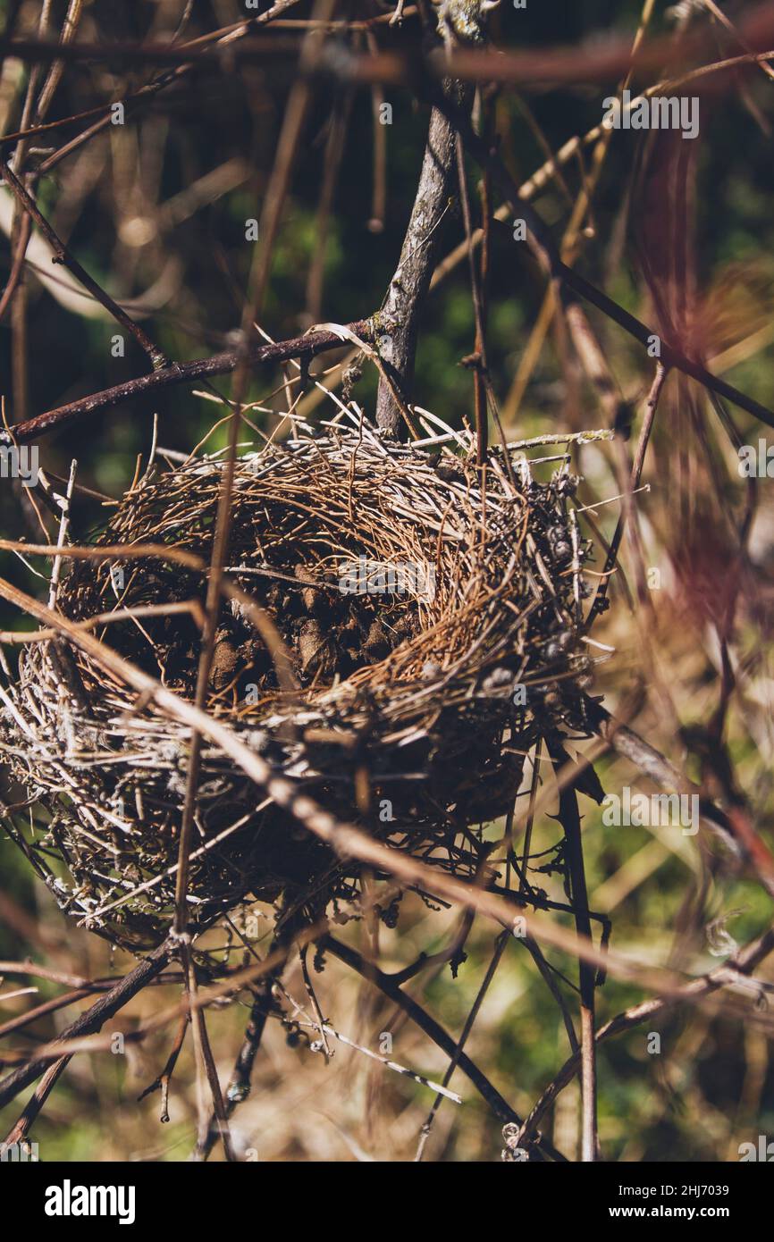 Close up image of an empty nest Stock Photo - Alamy