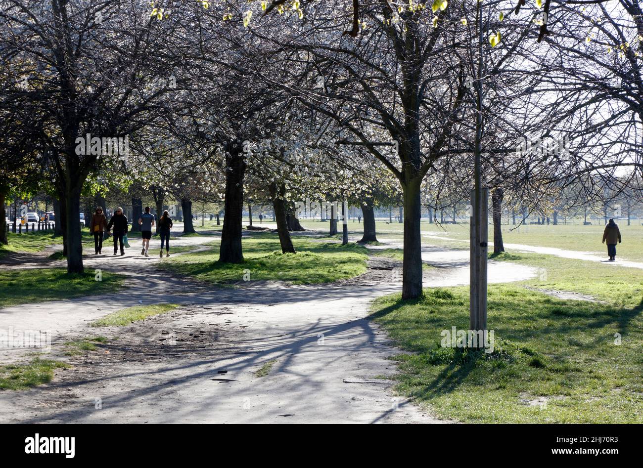 Early Spring blossom on Clapham Common, Clapham, London, UK Stock Photo ...