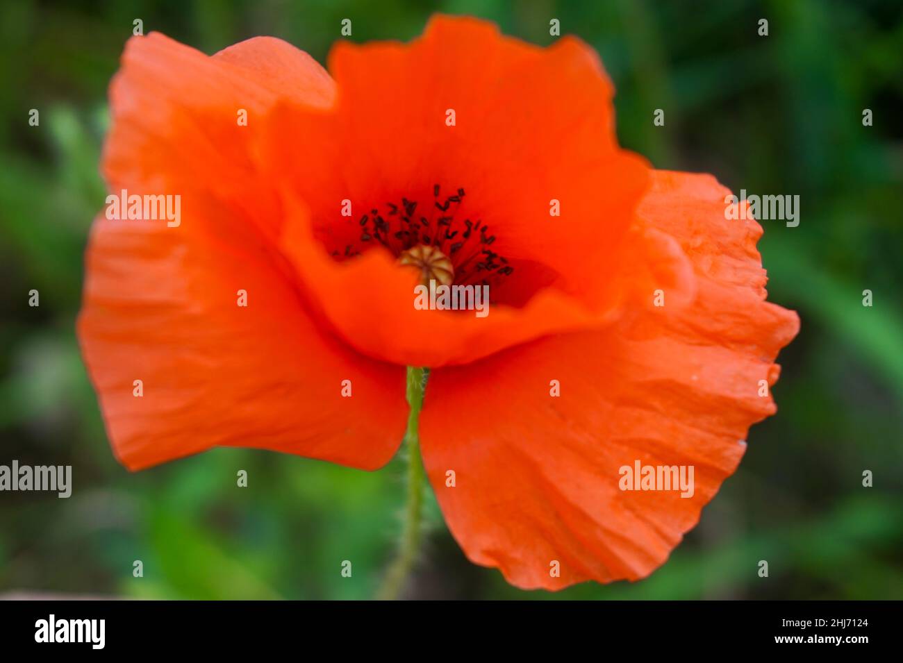 Poppy flower in garden Stock Photo - Alamy