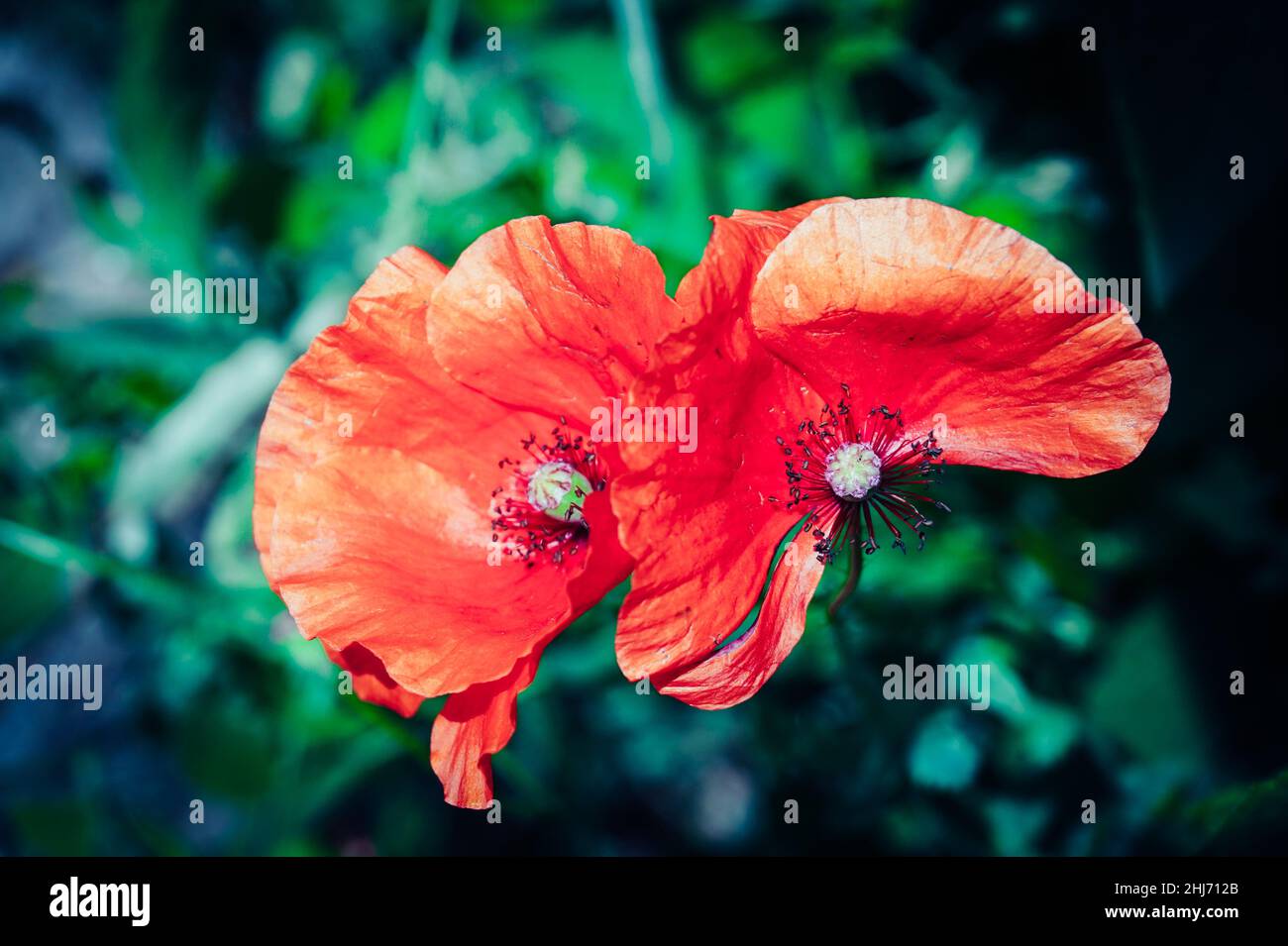 Two poppy flowers in garden Stock Photo - Alamy