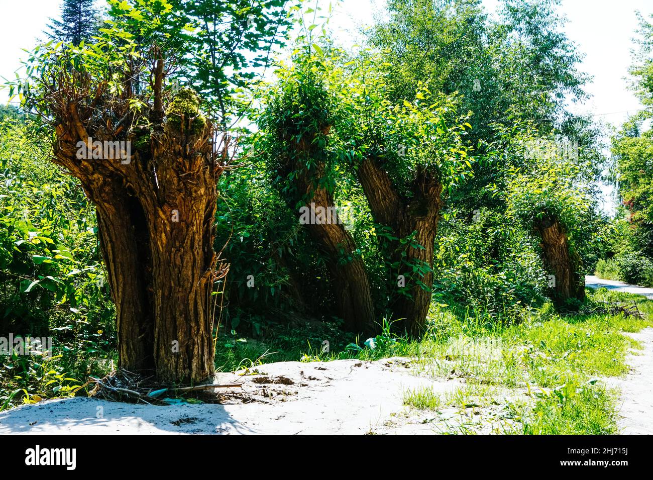 Cut trees with new leaves, branches Stock Photo - Alamy