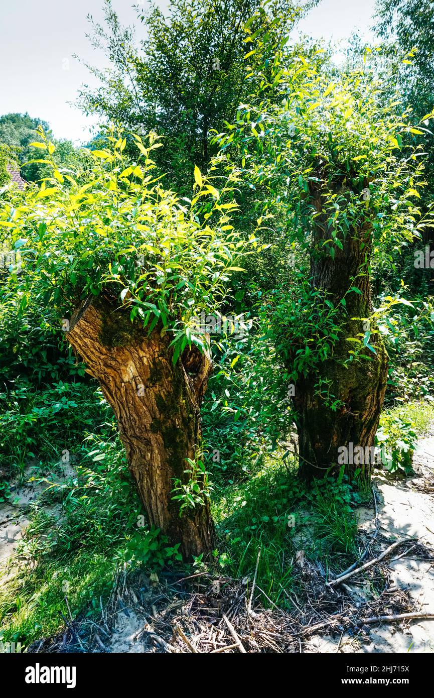 Cut trees with new leaves, branches Stock Photo - Alamy