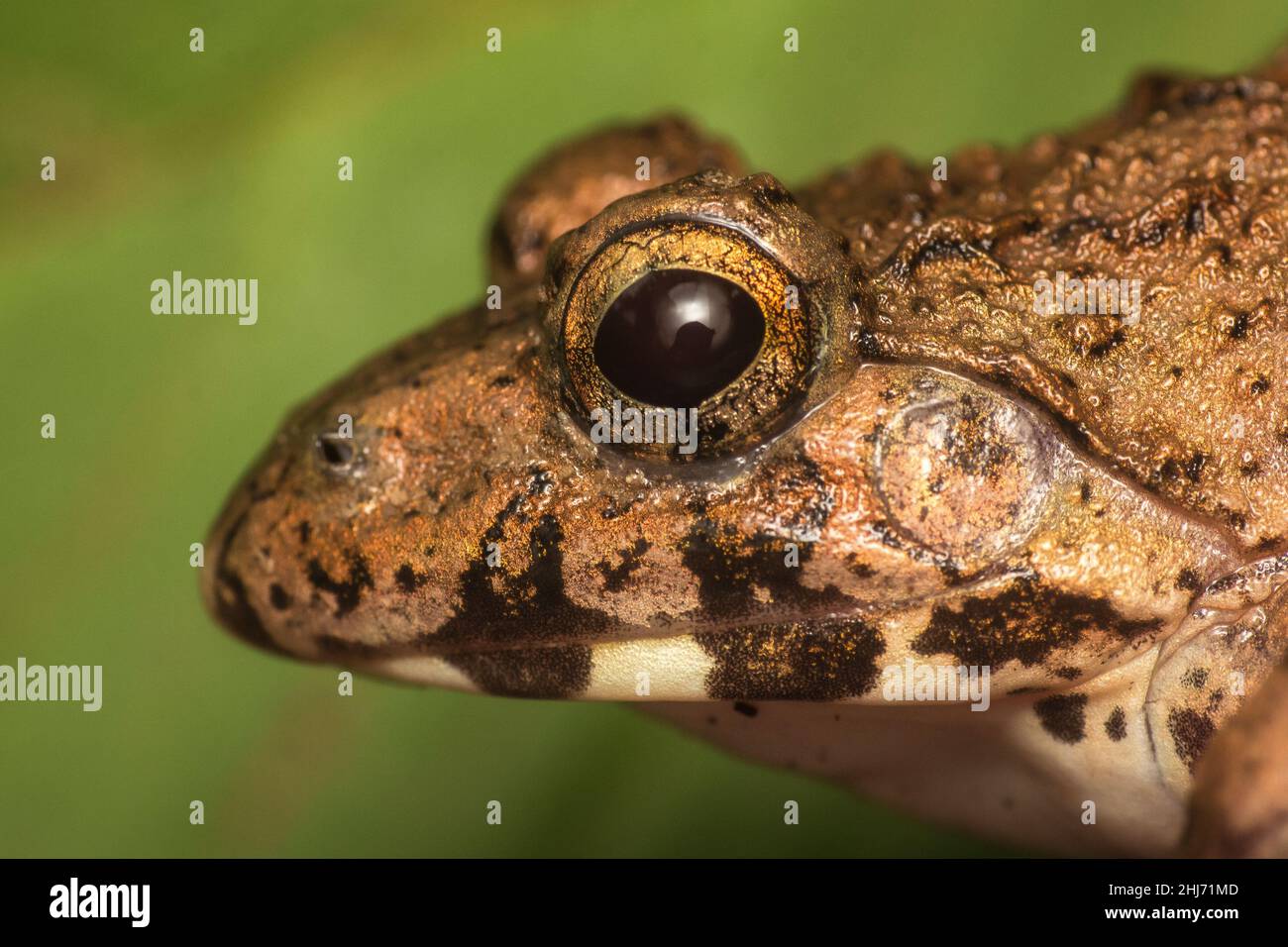 Cricket Frog, Ferjervarya sp., India Stock Photo - Alamy