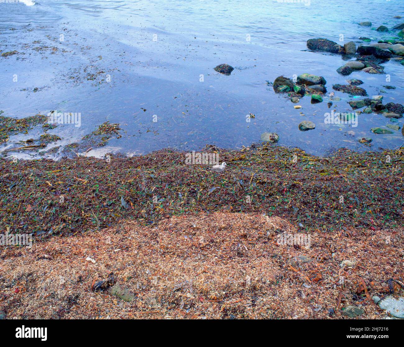 Playa con algas hi-res stock photography and images - Alamy