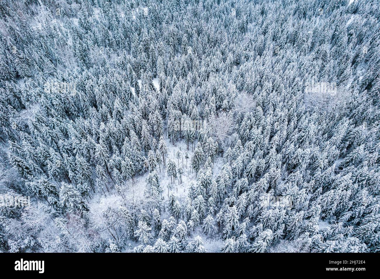 Snowy Forest in Winter. Top Down Drone View Stock Photo - Alamy