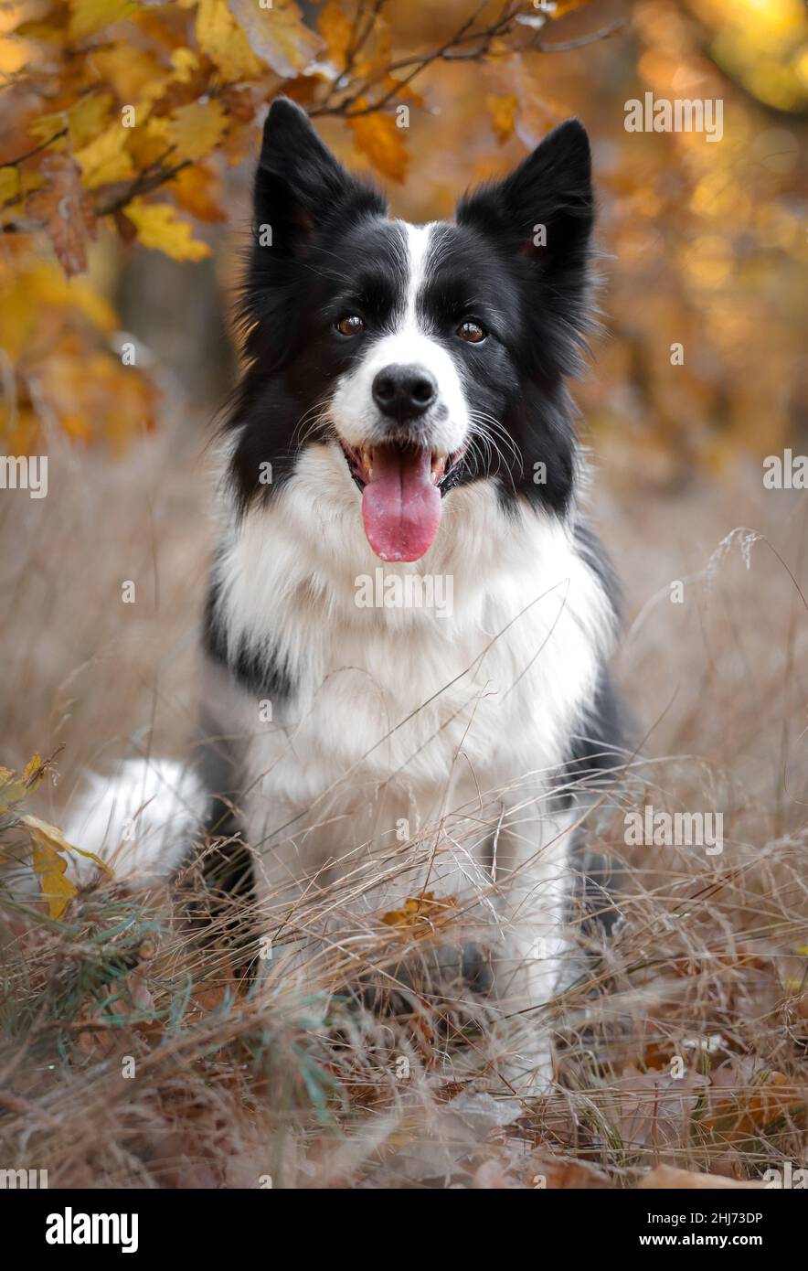 Front Portrait of Sitting Border Collie with Tongue Out in Autumn ...