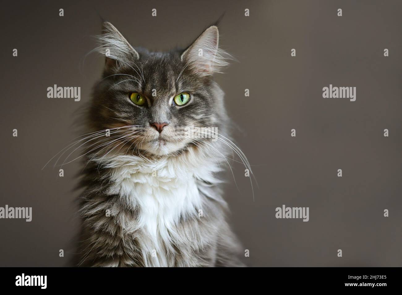 Front Portrait of Beautiful Blue Tabby Maine Coon Cat with Ear Tuft ...