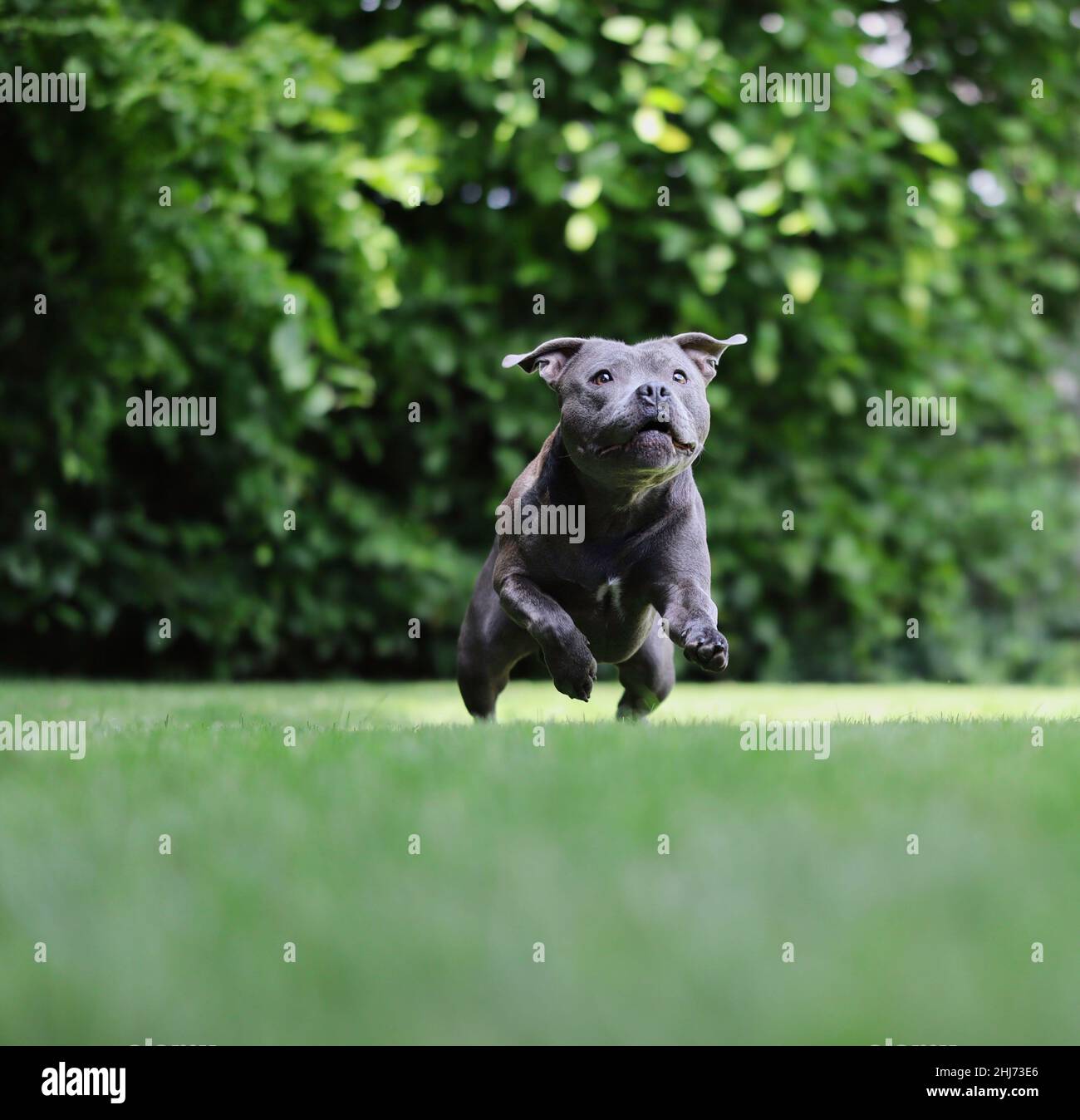 Happy Staff Bull Runs in the Green Garden. Cute Blue Staffordshire Bull ...