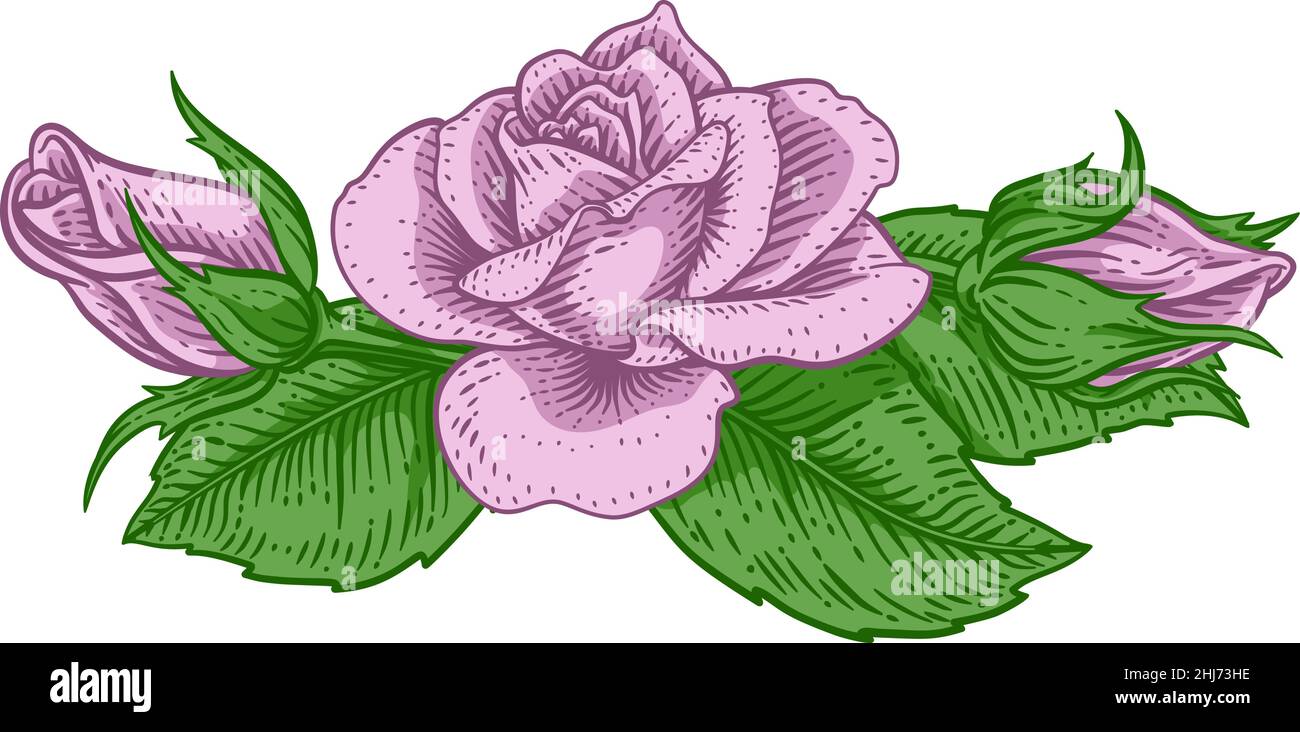 Rose Flower Design Woodcut Vintage Retro Style Stock Vector Image & Art ...