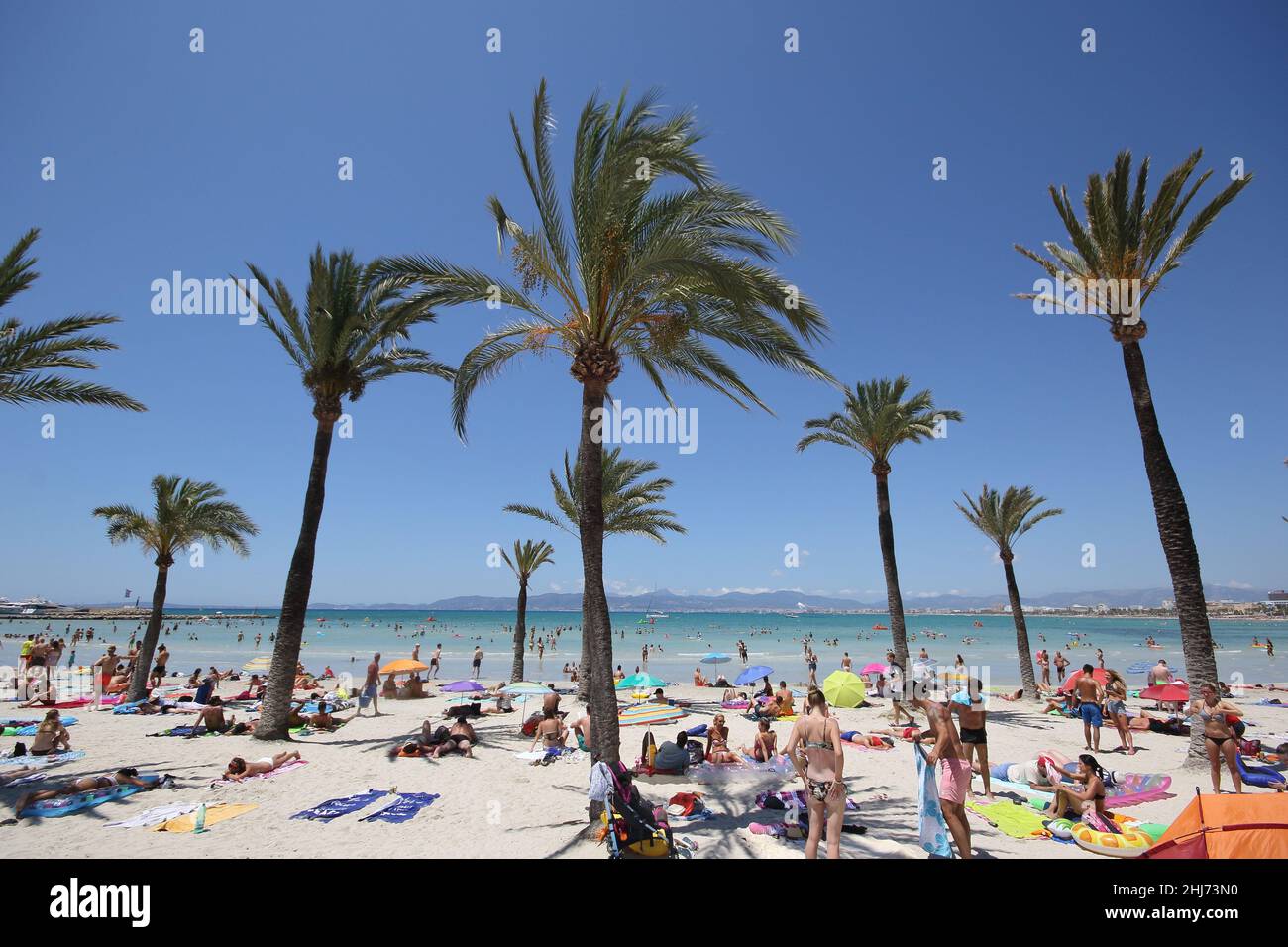 A beach with palm trees in Mallorca or Majorca, Spain Stock Photo - Alamy