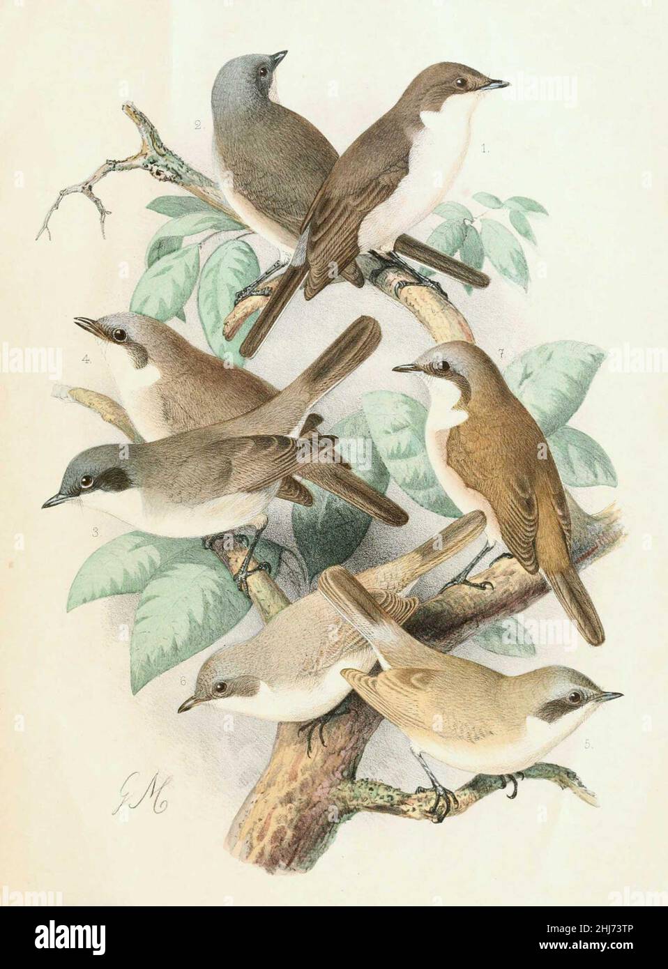 Sylvia althaea & Sylvia curruca & Sylvia minula 1889 Stock Photo - Alamy