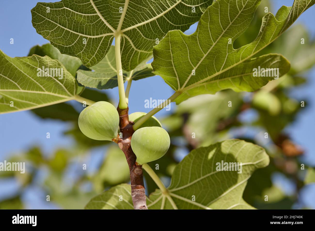 Green fig fruits growing on a tree in garden Stock Photo - Alamy