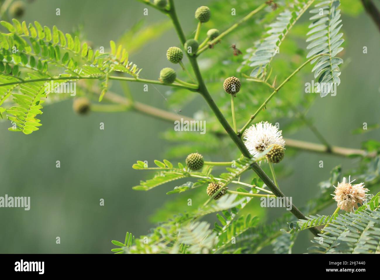 Closeup shot of Leucaena leucocephala or Ipil plant with white flower ...