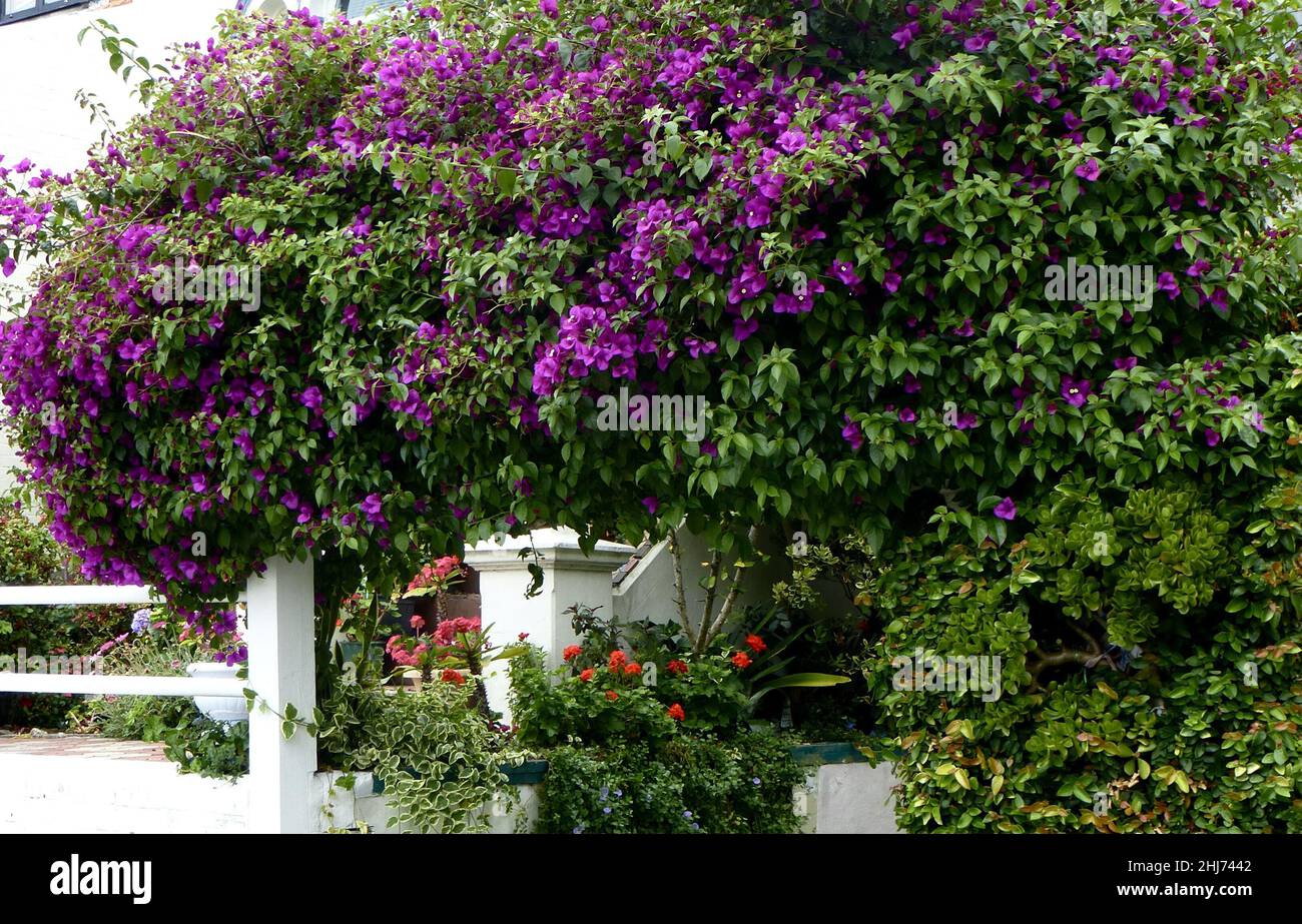 Beautiful Bougainvillea tree with purple flowers in Balmain Stock Photo ...