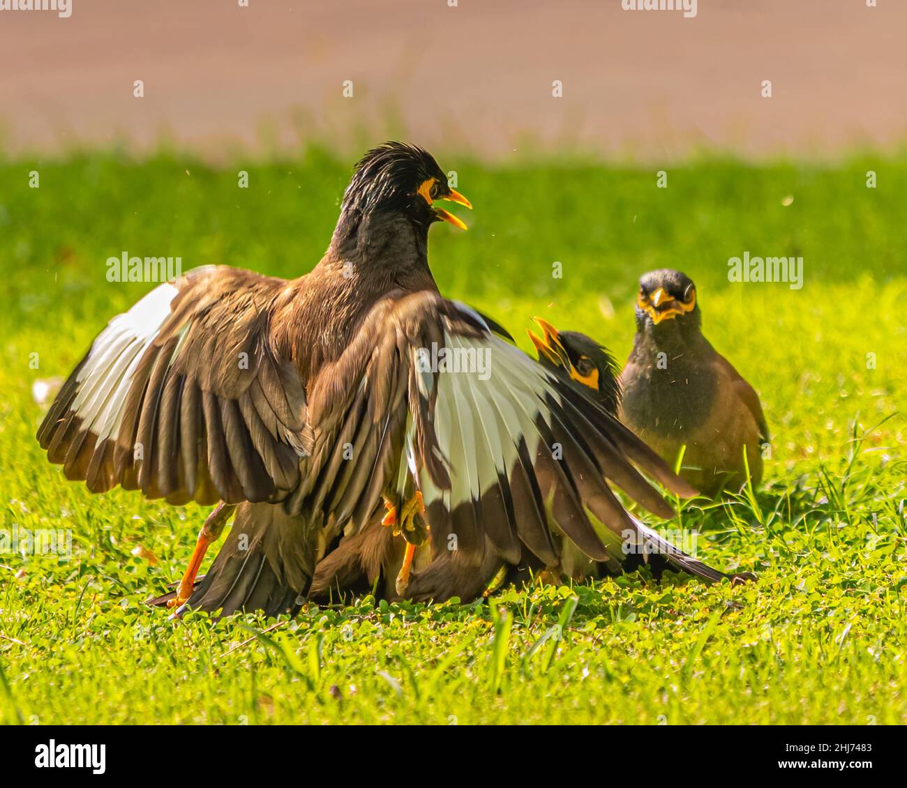 Closeup shot of common myna birds fighting on a field Stock Photo - Alamy
