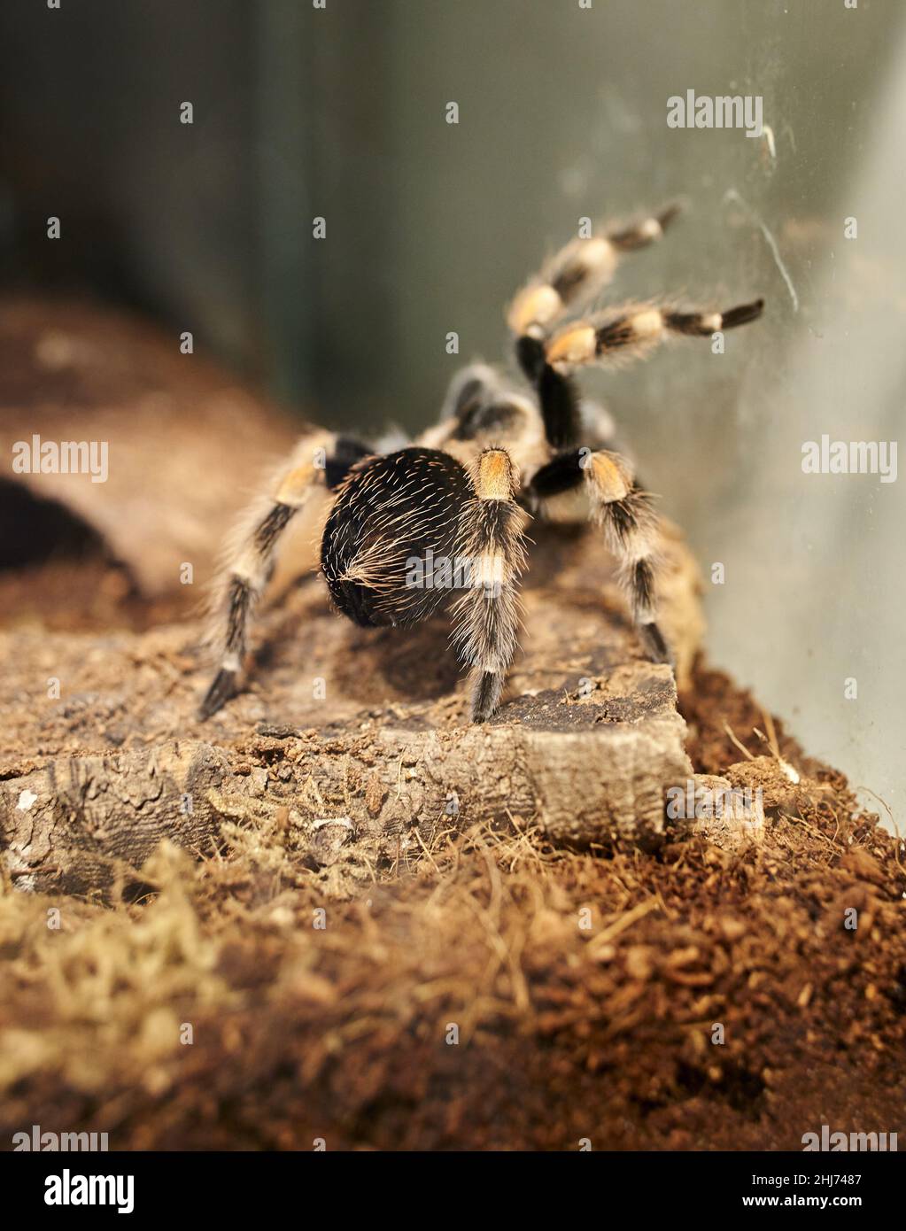Vertical shot of a black tarantula on the blurry background Stock Photo ...