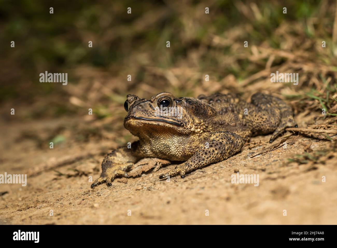 Himalaya toad, Duttaphrynus himalayanus, Nagaland, India Stock Photo ...