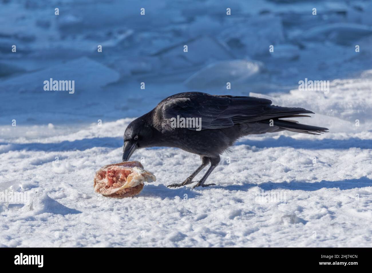 The American crow (Corvus brachyrhynchos) eating the rest of the fish ...