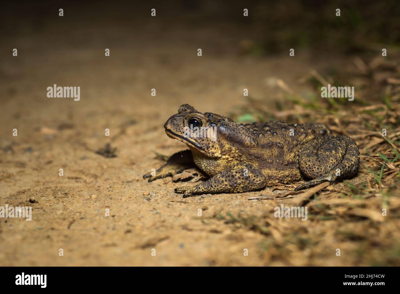 Himalaya toad, Duttaphrynus himalayanus, Nagaland, India Stock Photo ...