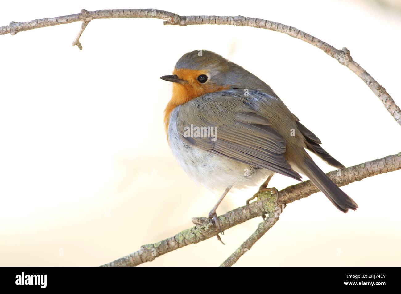 European Robin (Erithacus rubecula) bird Stock Photo - Alamy