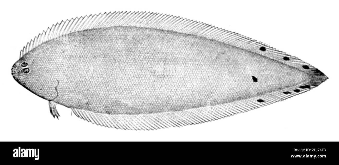 Symphurus hi-res stock photography and images - Alamy