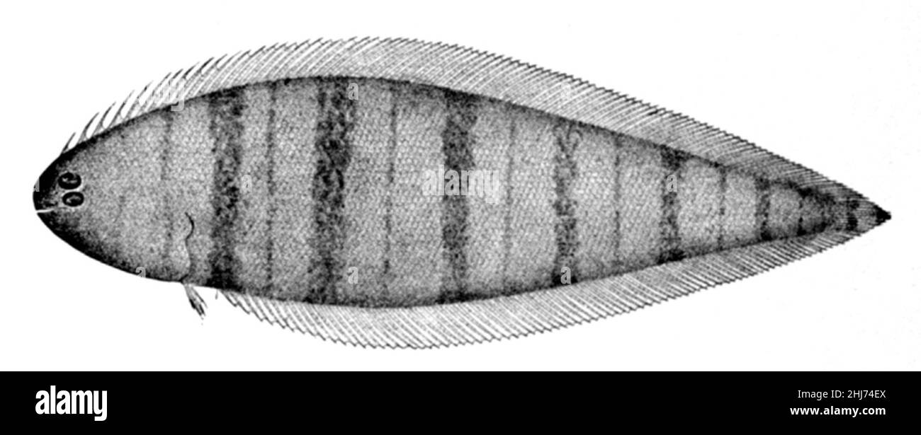 Symphurus hi-res stock photography and images - Alamy