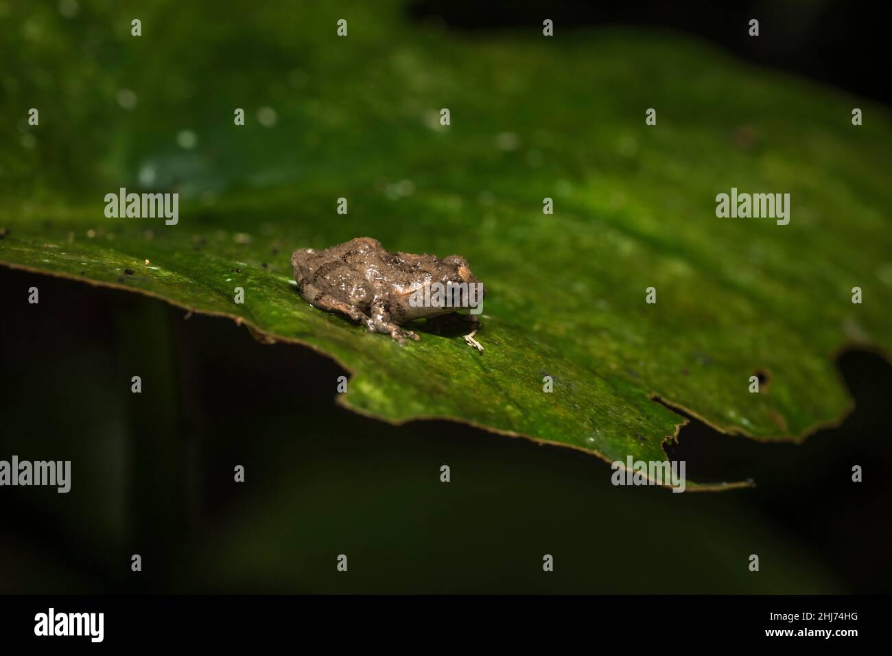 Nagaland tree frog hi-res stock photography and images - Alamy