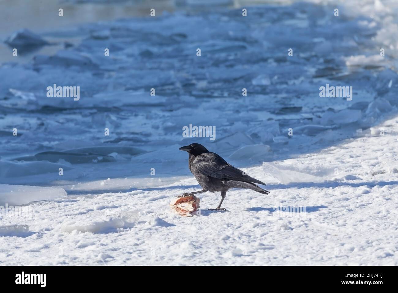 The American crow (Corvus brachyrhynchos) eating the rest of the fish ...