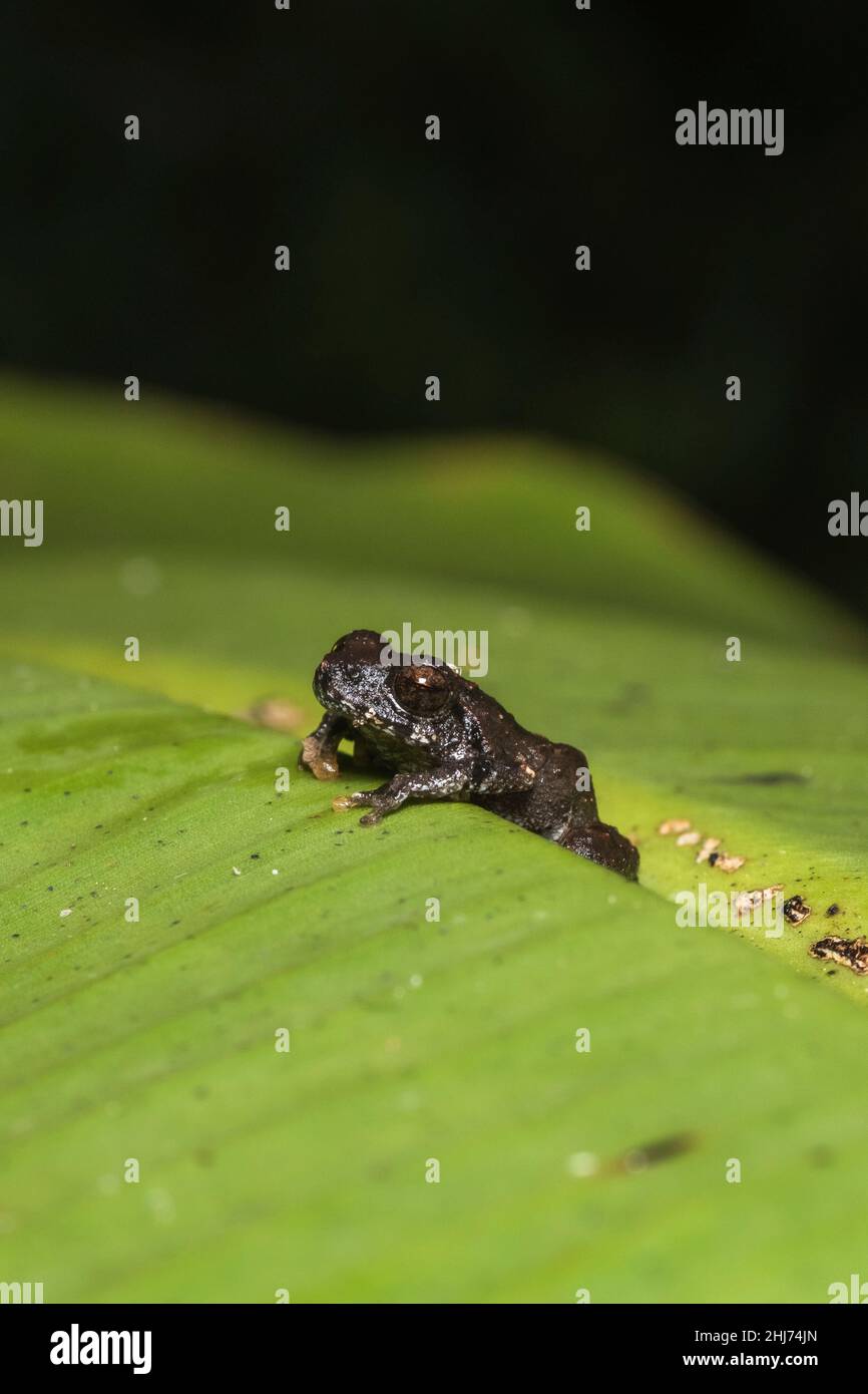 Arboreal amphibian india hi-res stock photography and images - Alamy