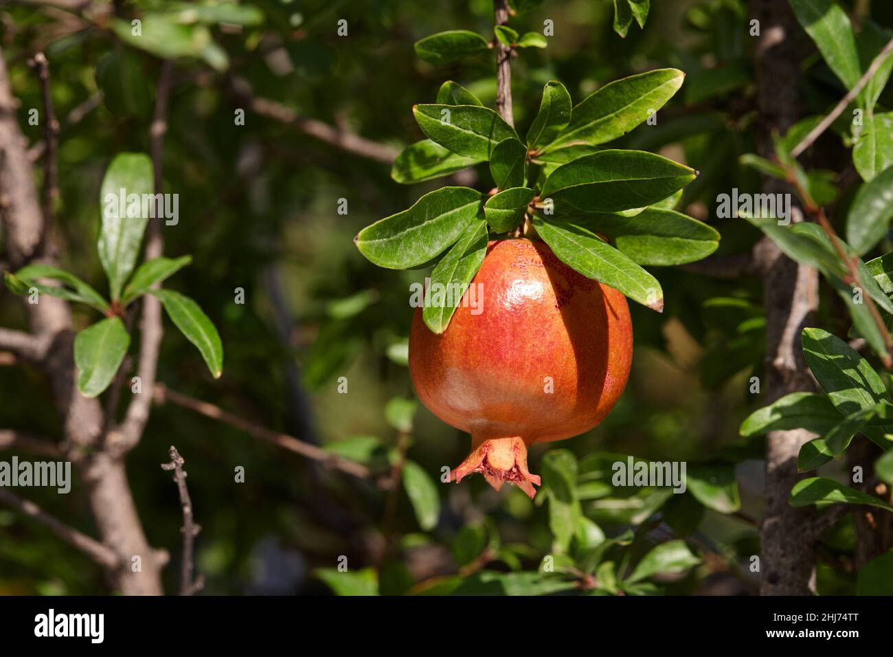Pomegranate fruit hanging on tree hi-res stock photography and images ...
