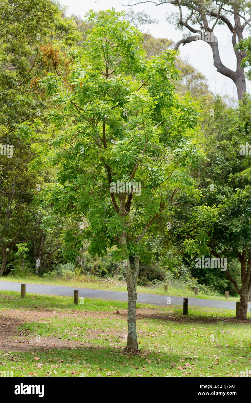 Australian rainforest tree hi-res stock photography and images - Alamy