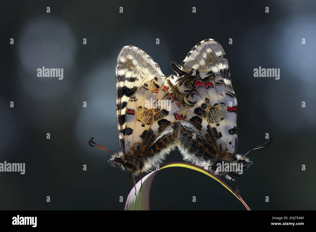 Mating Eastern Festoon (Allancastria cerisyi) butterflies Stock Photo ...