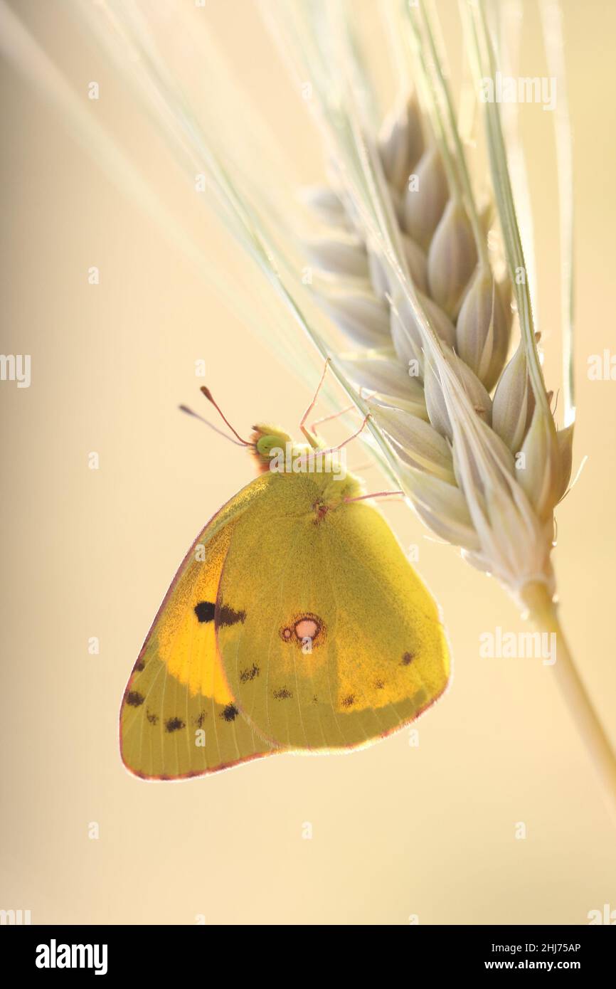 Clouded Yellow (Colias croceus) butterfly Stock Photo - Alamy