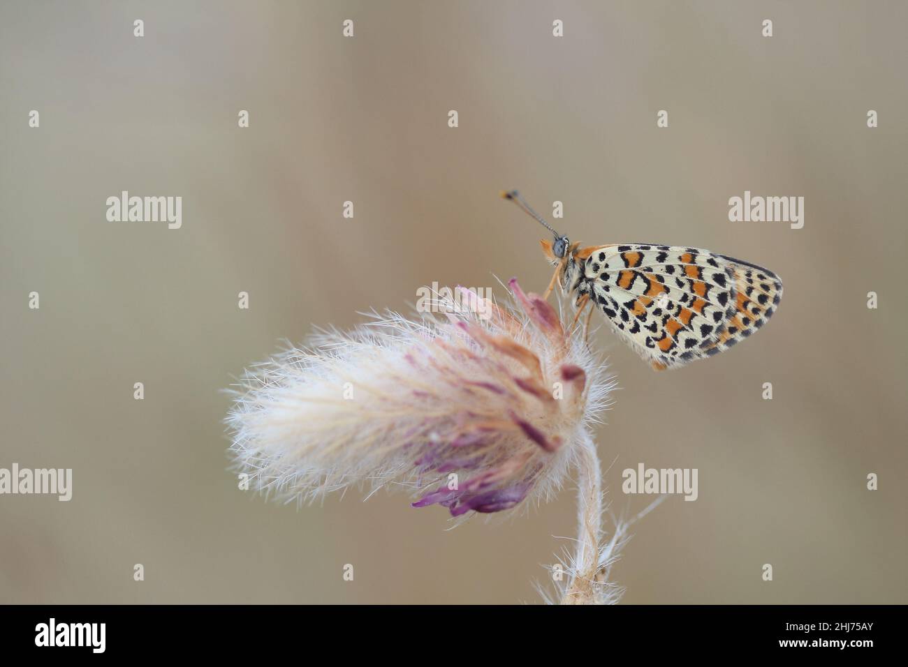 a lesser spotted fritillary butterfly on a flower Stock Photo - Alamy