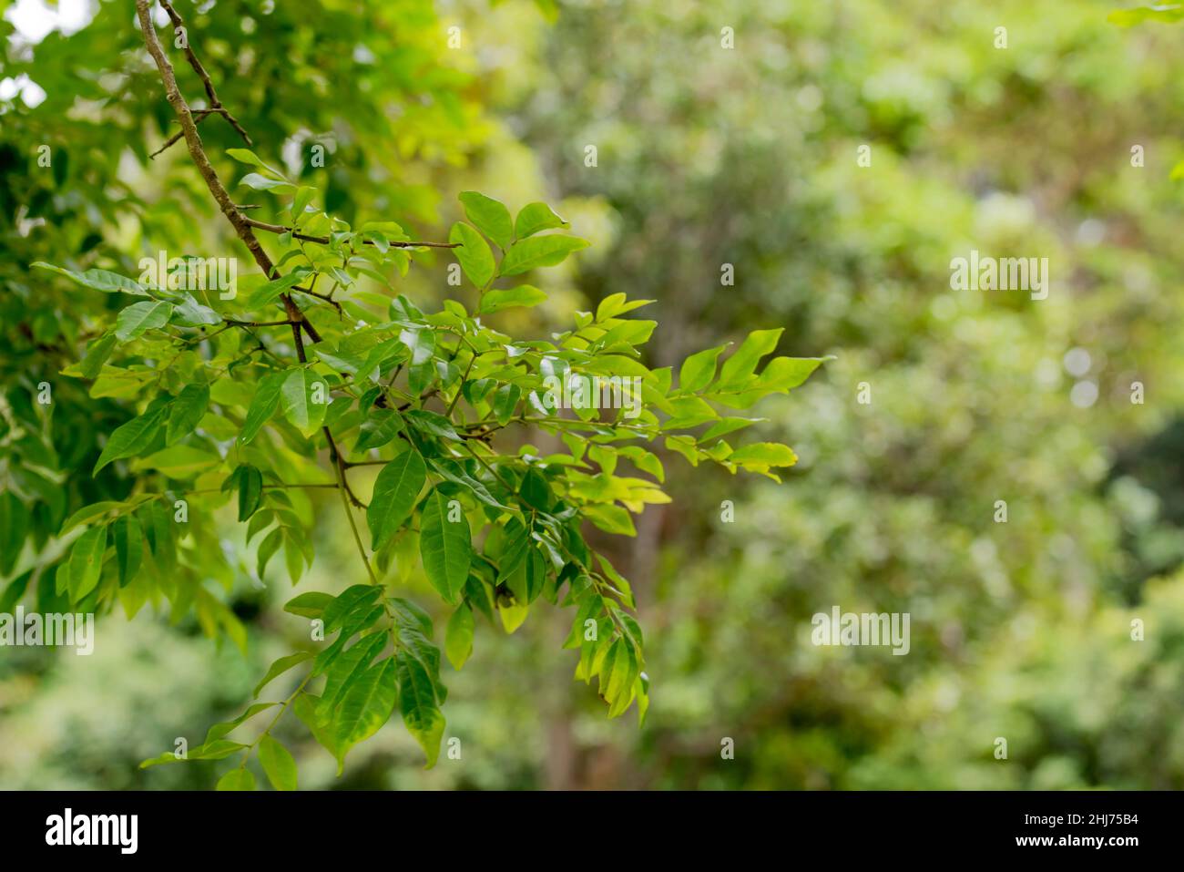 A close up of the leaves of a Snow Wood Tree (Pararchidendron pruinosum ...