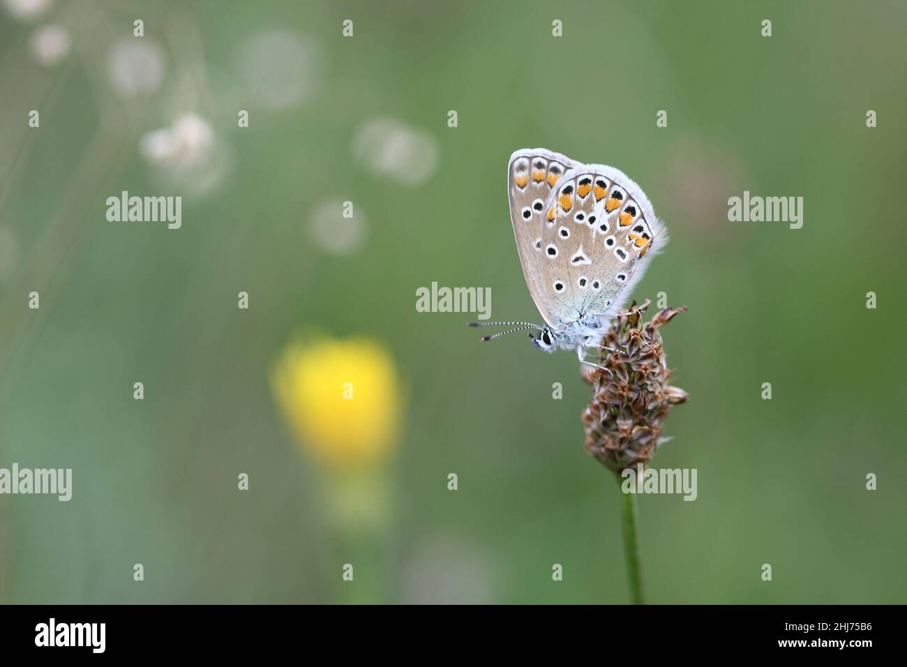 Common blue butterfly Stock Photo - Alamy