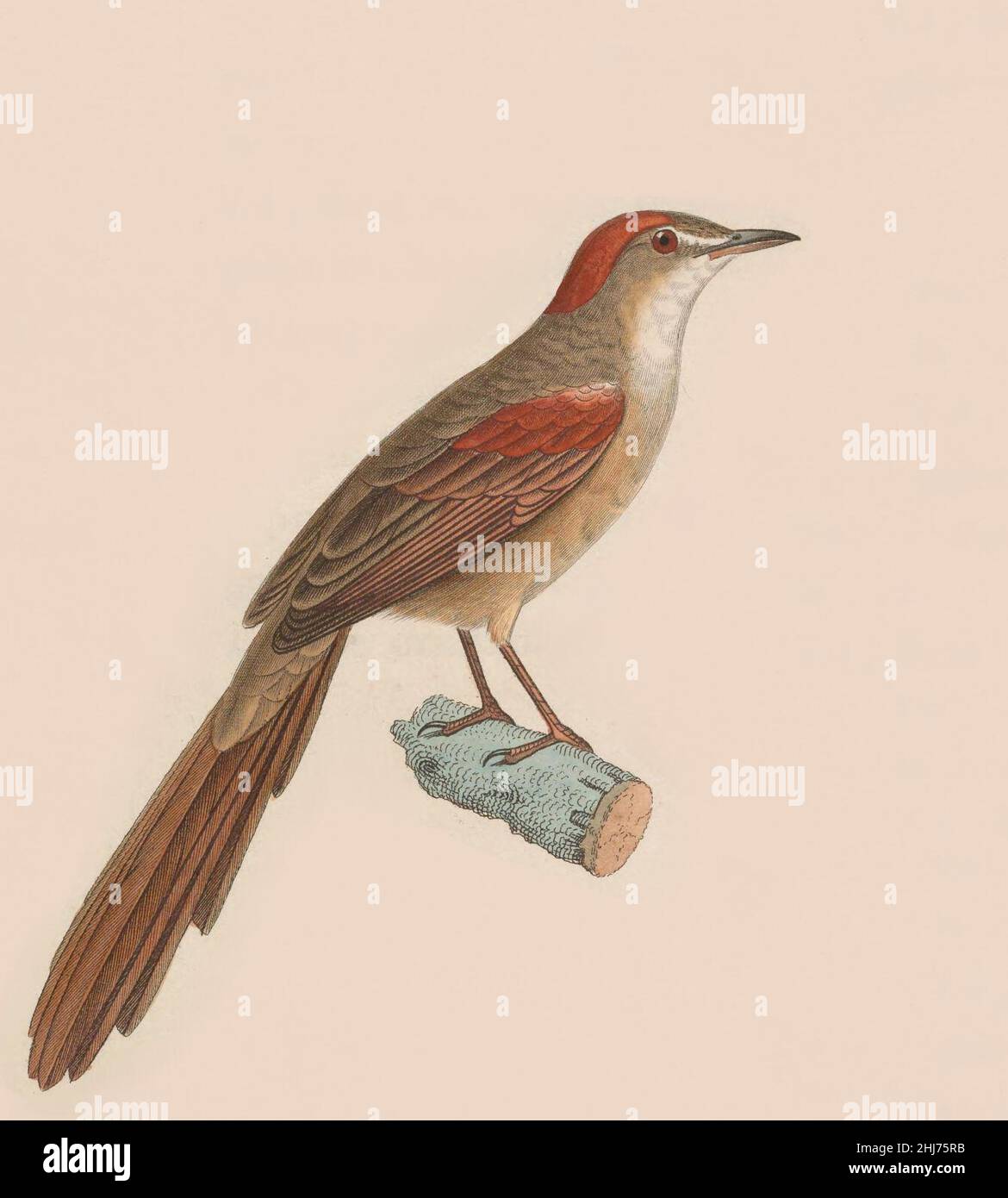 Synallaxis albescens 1838 Stock Photo - Alamy