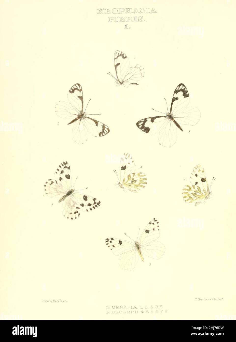 Synopsis of North American butterflies (NEOPHASIA PIERIS I Stock Photo ...