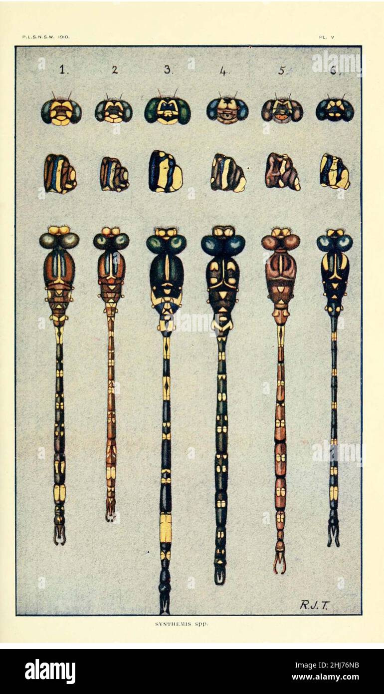 Tillyard hi-res stock photography and images - Alamy